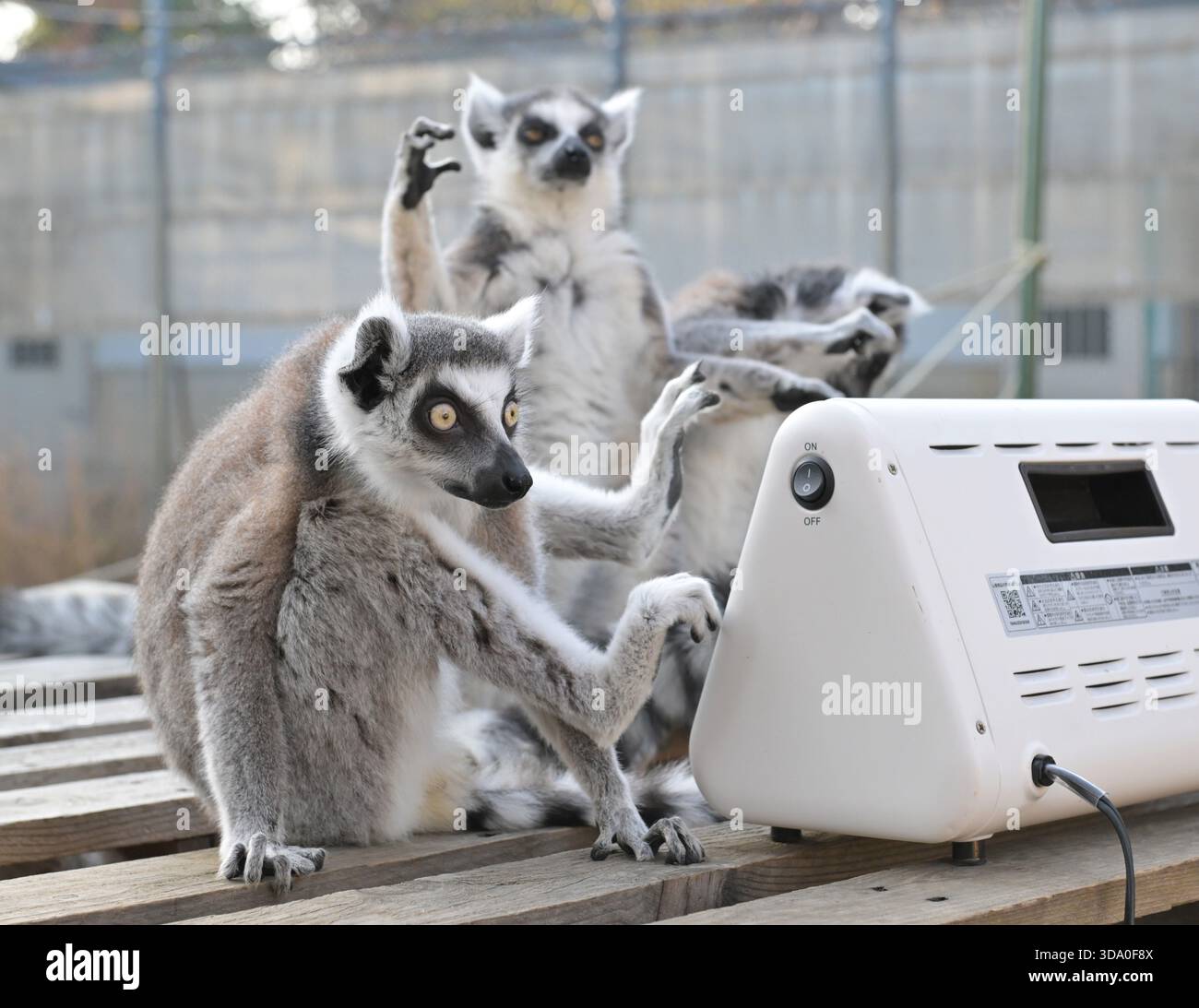 Ring-tailed lemurs warm themselves in front of electric heater at a zoo ...
