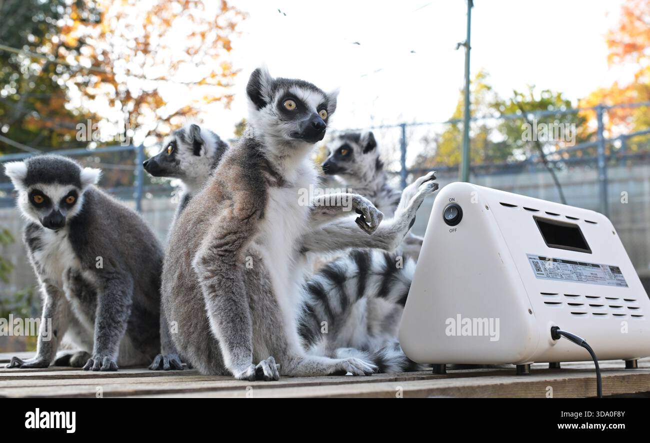 Ring-tailed lemurs warm themselves in front of electric heater at a zoo ...