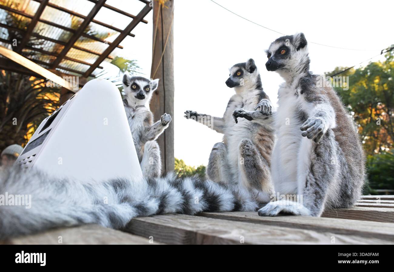 Ring-tailed lemurs warm themselves in front of electric heater at a zoo ...