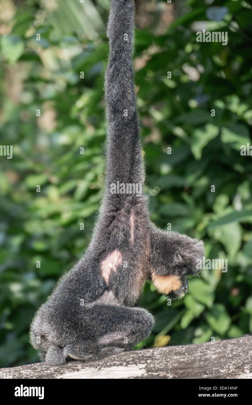 Black crested gibbon or Nomascus concolor hanging from a tree branch ...