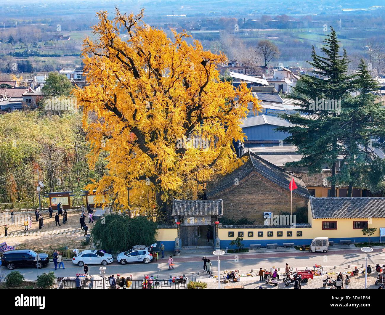 A 1,700-year-old ginkgo tree in Xi'an City, northwest China's Shaanxi ...