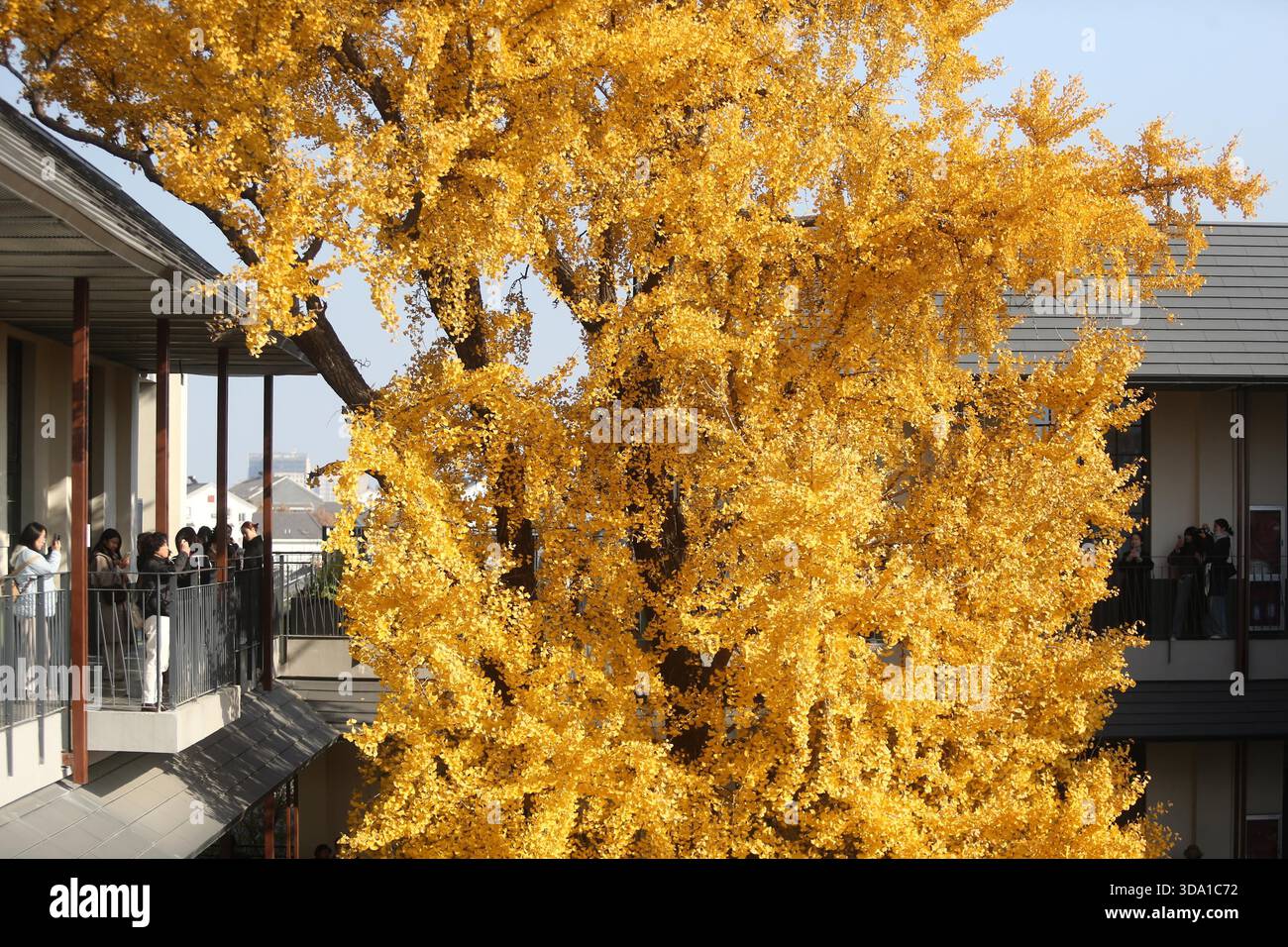 Ginkgo trees enter the best viewing time in Yangzhou City, east China's ...