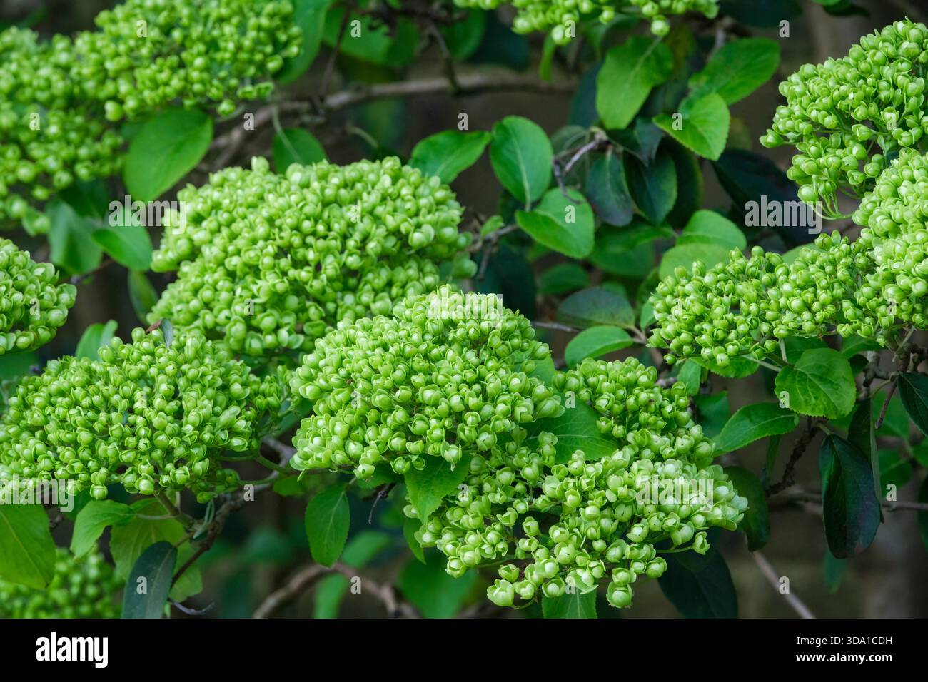 Viburnum macrocephalum Sterile, Chinese snowball Sterile, produces ...