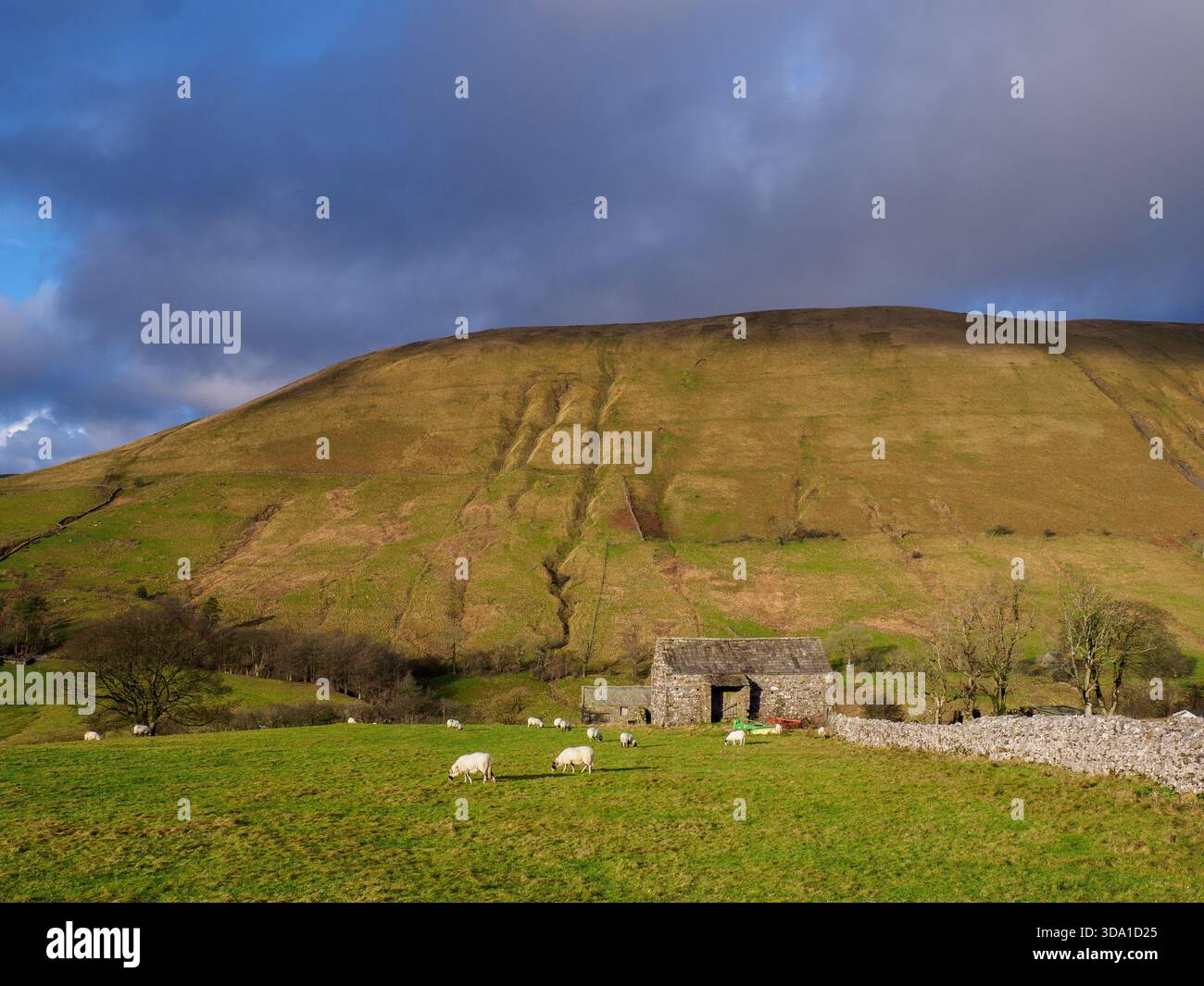 Typical Yorkshire Dales scenery with sheep, drystone walls and a stone ...