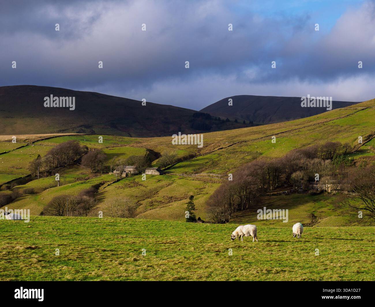 Traditional Yorkshire Dales landscape with rolling hills, sheep and ...