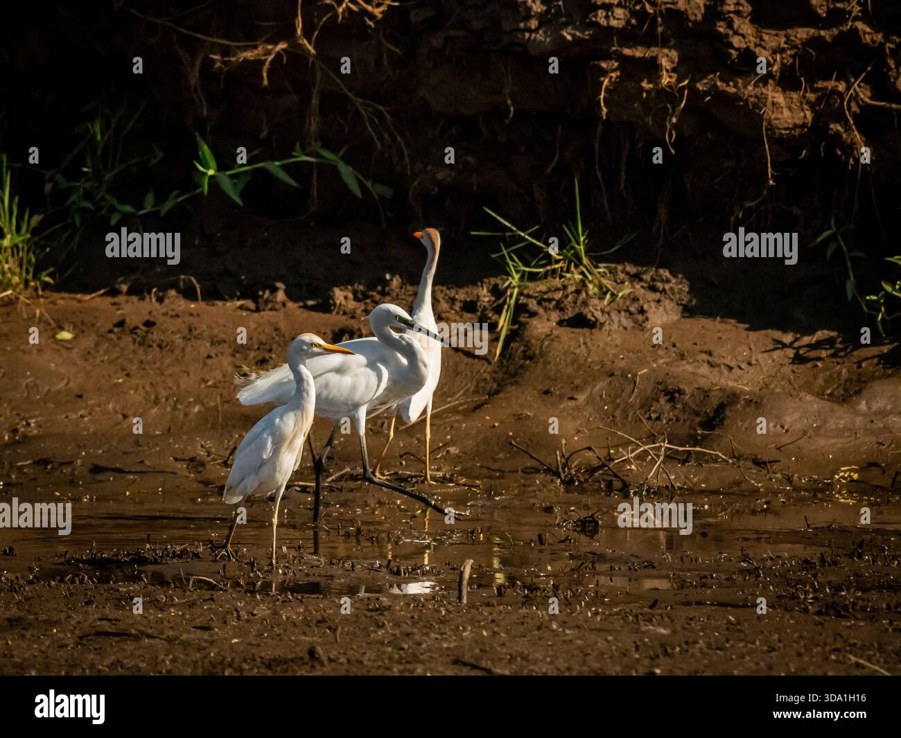 wading birds proliferate in many sub-Saharan regions Stock Photo - Alamy
