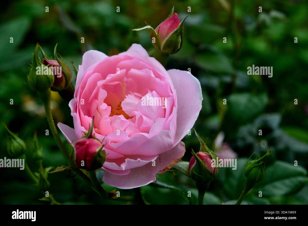 English standard rose tree hi-res stock photography and images - Alamy