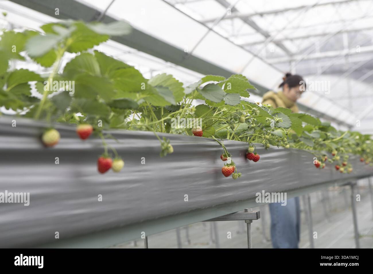 Staff members work at a strawberry planting base in Shaoxing City, east ...