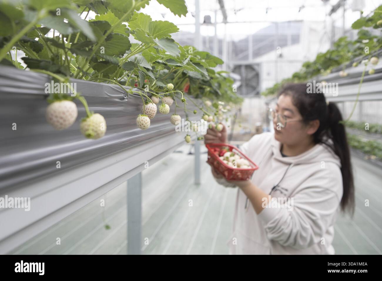 Staff members work at a strawberry planting base in Shaoxing City, east ...