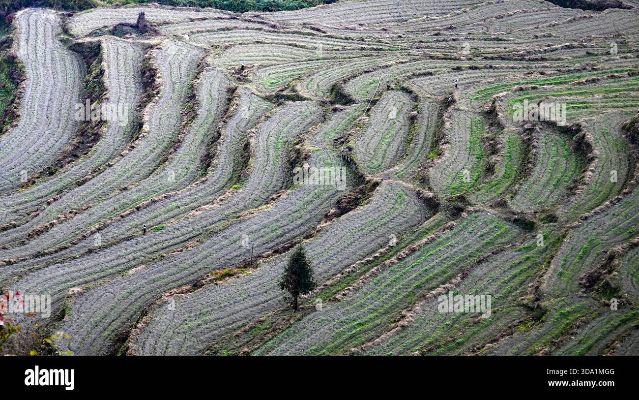 Aerial photo shows the winter scenery of terraced fields in Youyang ...
