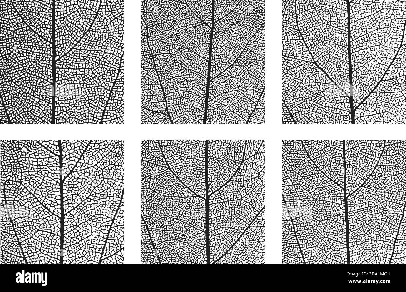 Leaf vein detailed skeleton structure set intricate cellular texture ...