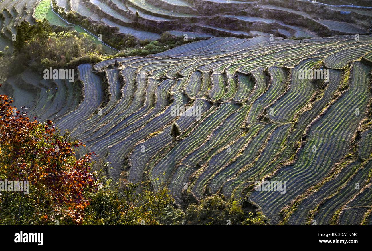 Aerial photo shows the winter scenery of terraced fields in Youyang ...