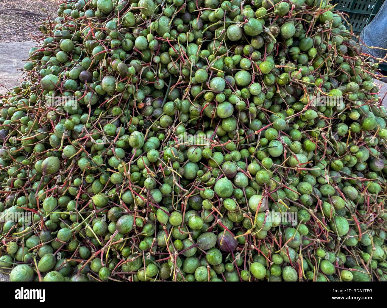 Ker wild berry hi-res stock photography and images - Alamy