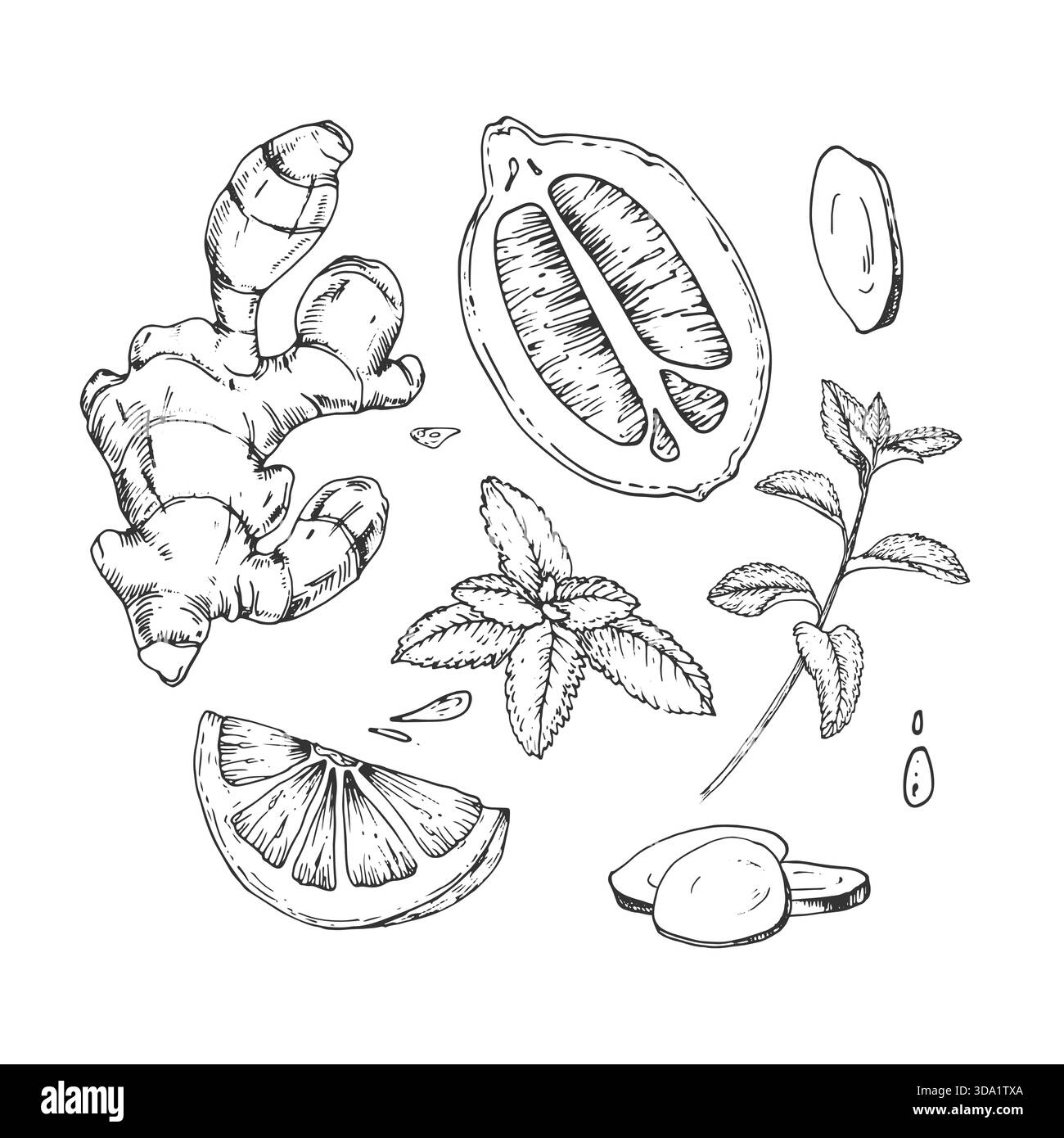 Ginger, mint and lemon set of vector illustration. Hand-drawn ink ...