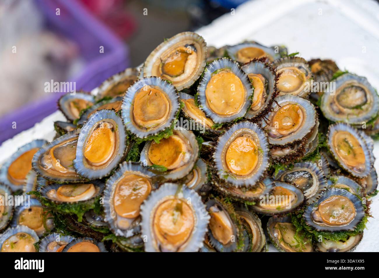 Patella limpets, marine gastropod mollusks, covered fish market of the ...