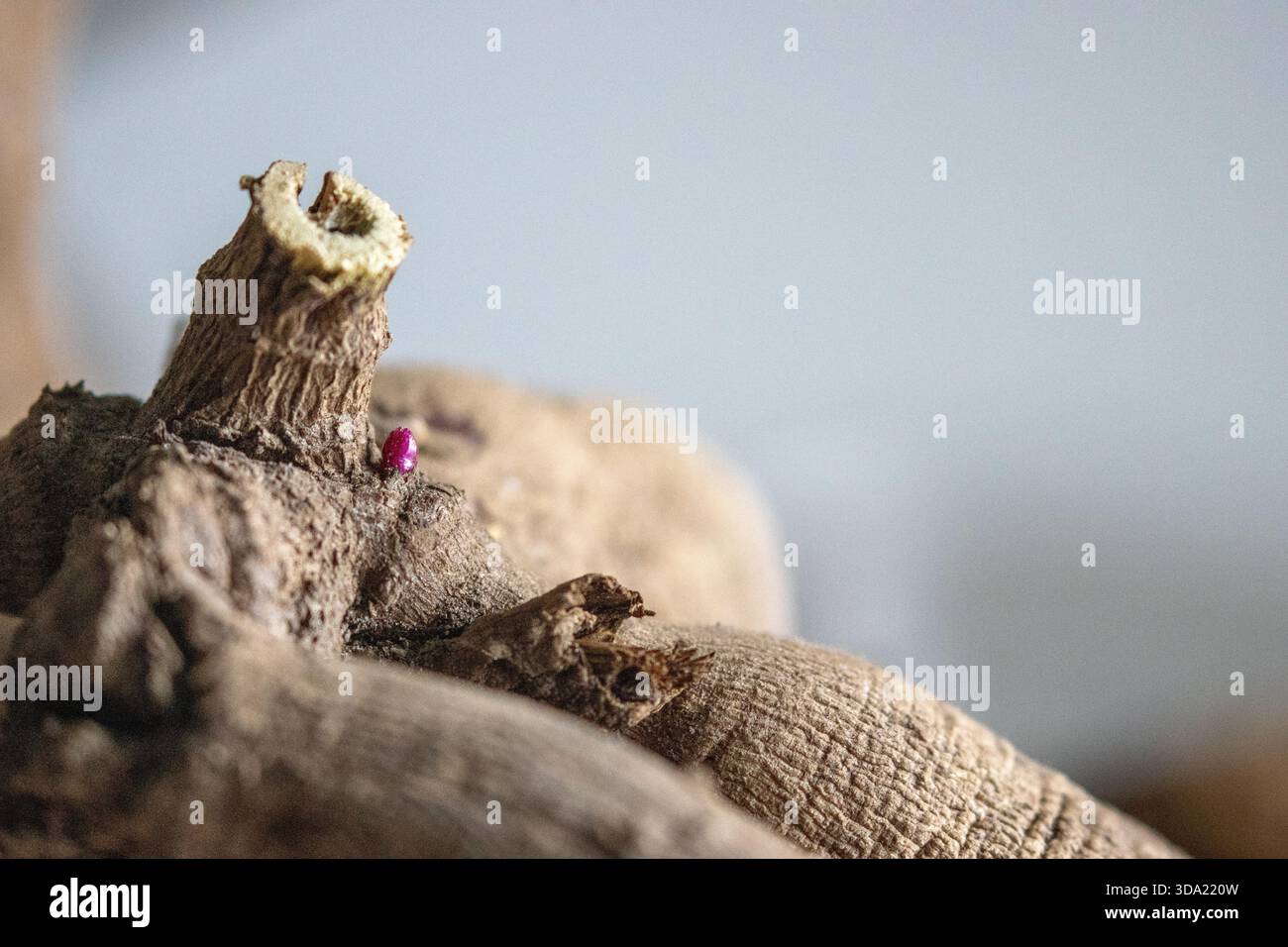 Emerging pink growth on dormant dahlia tuber in soft light Stock Photo ...