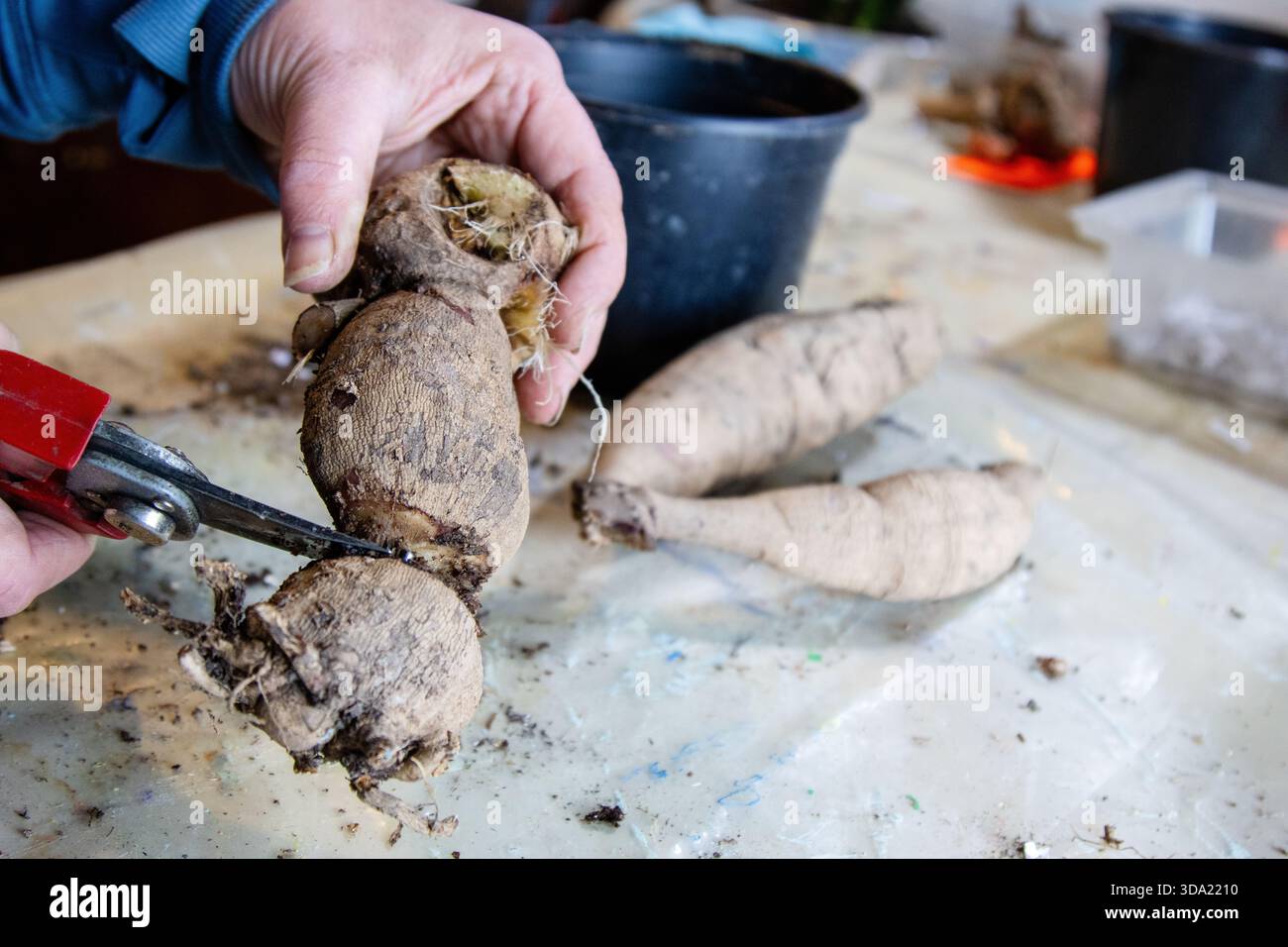 Cutting Dahlia Tuber Cluster with Red Pruning Shears Stock Photo - Alamy