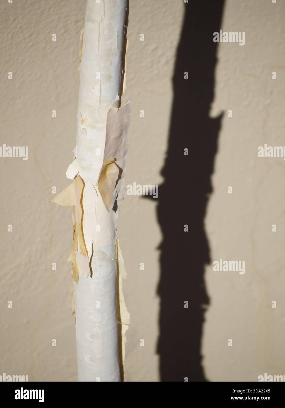 Peeling bark of the Palo Blanco tree, at the Desert Botanical Garden ...