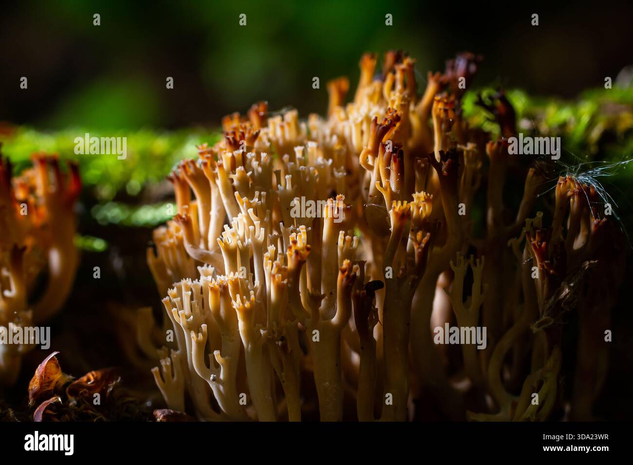 Genus ramaria comprises approximately 200 species hi-res stock ...