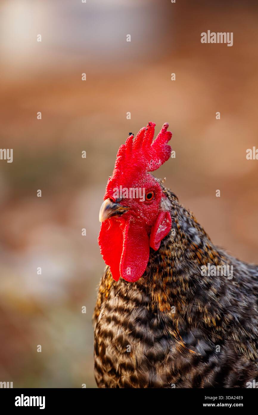 Black brown chicken rooster hi-res stock photography and images - Alamy