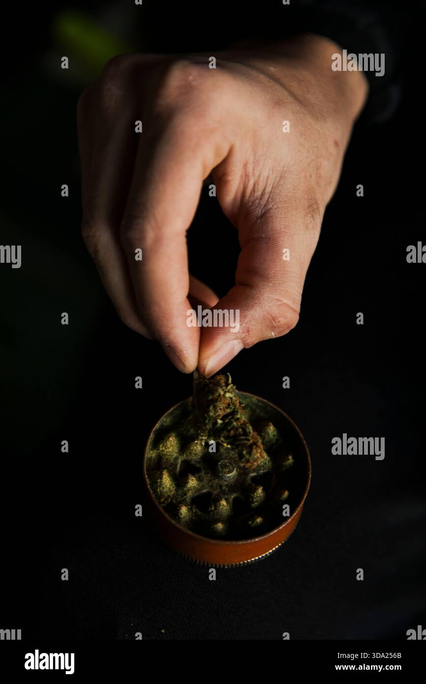 Preparing rolling marijuana cannabis hi-res stock photography and ...