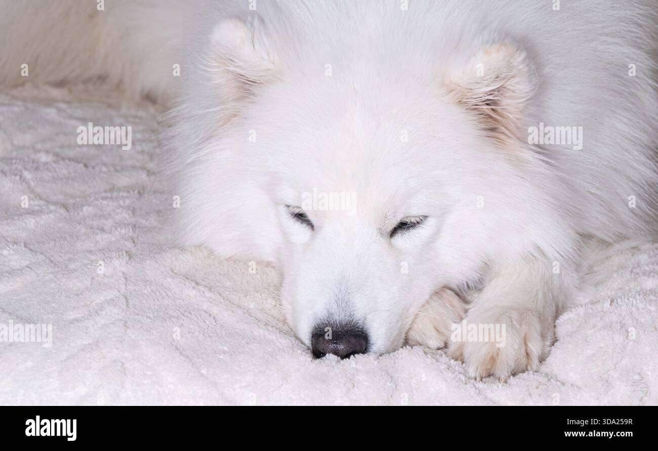Peacefully sleeping white samoyed dog curled on soft fluffy blanket ...
