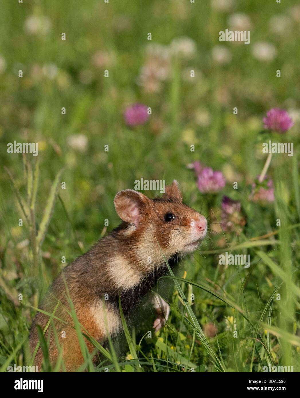 European hamster (Cricetus cricetus) in grass around graveyards ...