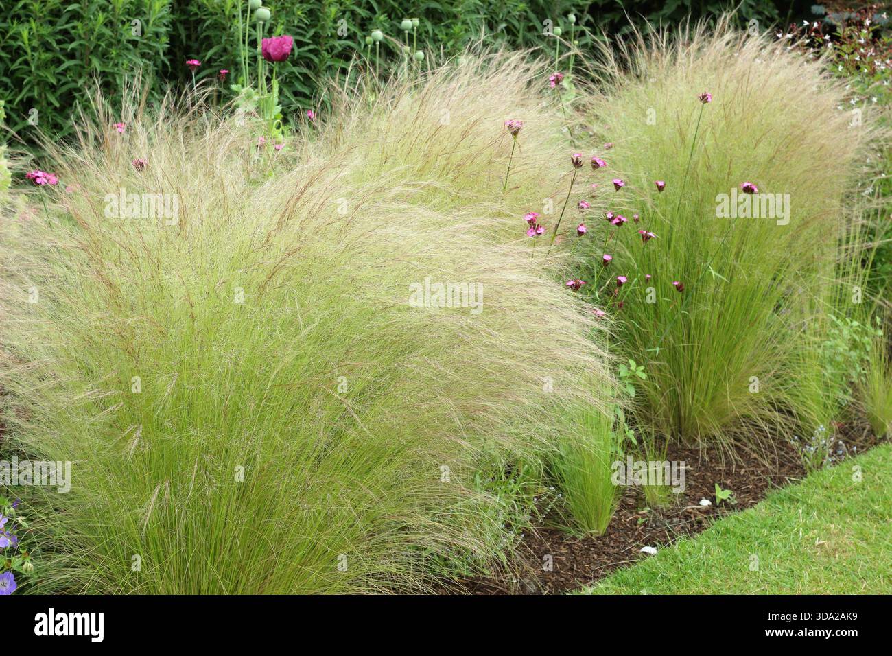 Ornamental garden border in hi-res stock photography and images - Alamy