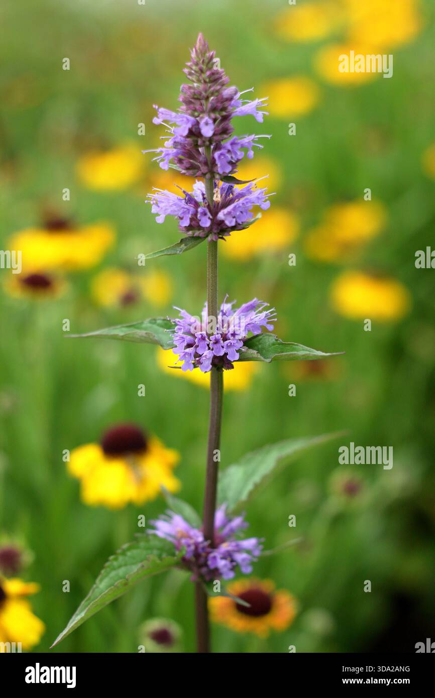 Agastache Purple Haze. Also known as Giant hyssop Purple Haze. Aromatic ...