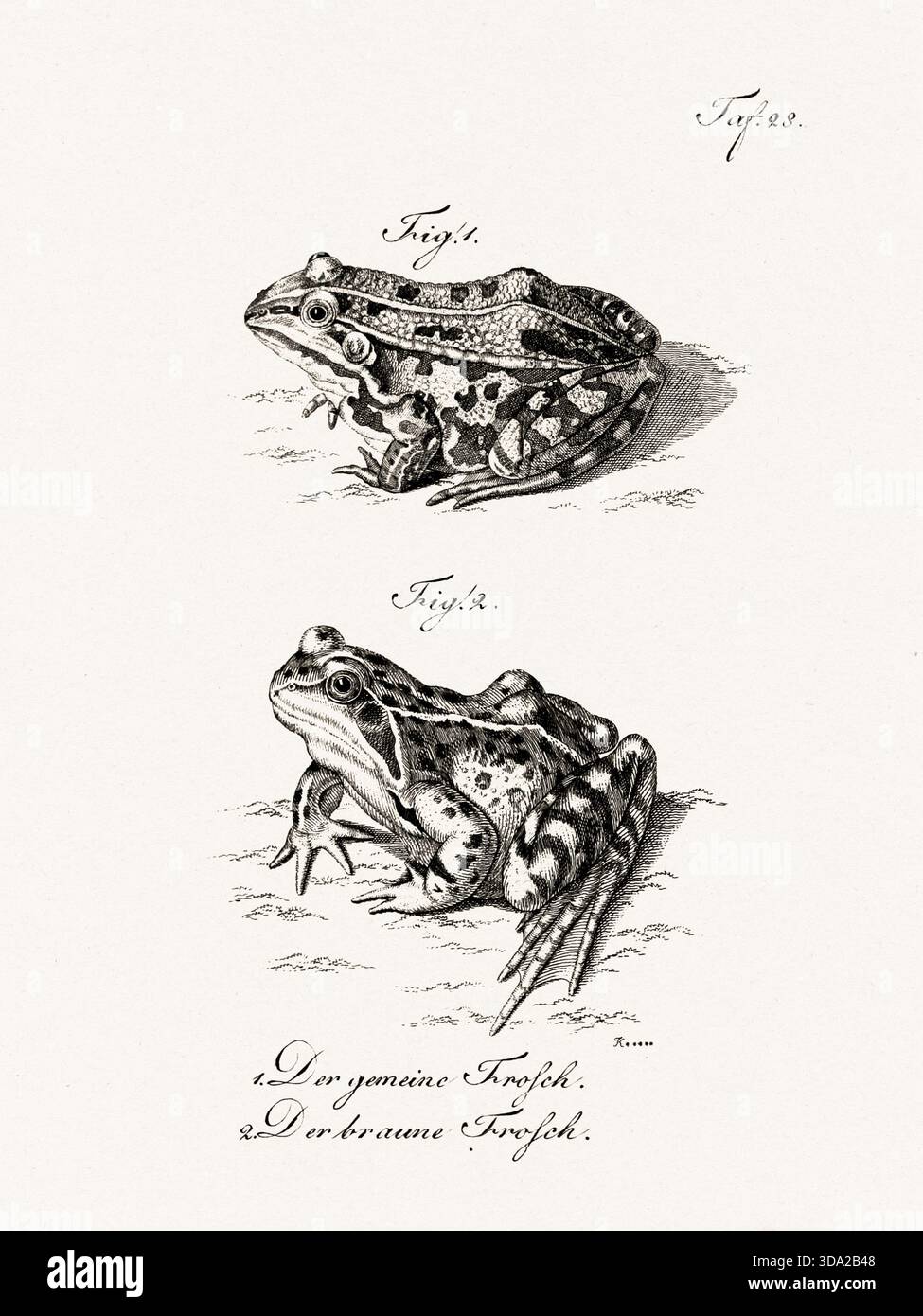 Frog line art hi-res stock photography and images - Alamy