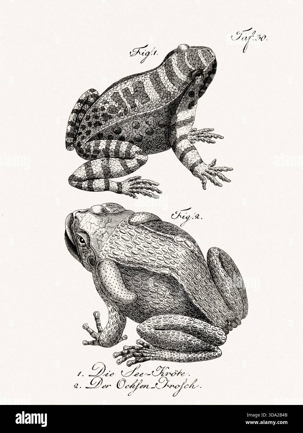 Antique frog illustration from an amphibian natural history plate ...