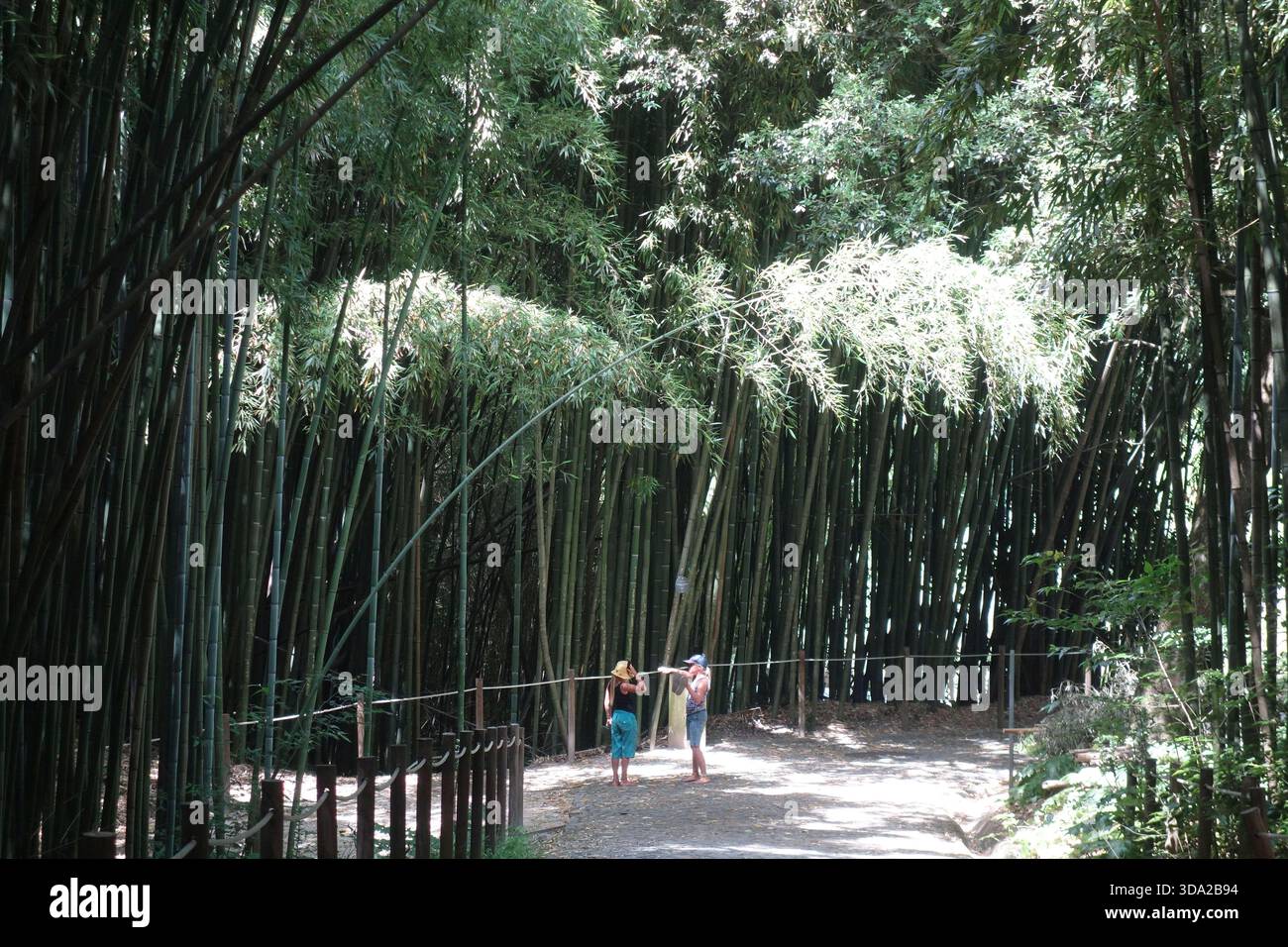 bamboo plants, evergreen perennial flowering plants of the grass family ...