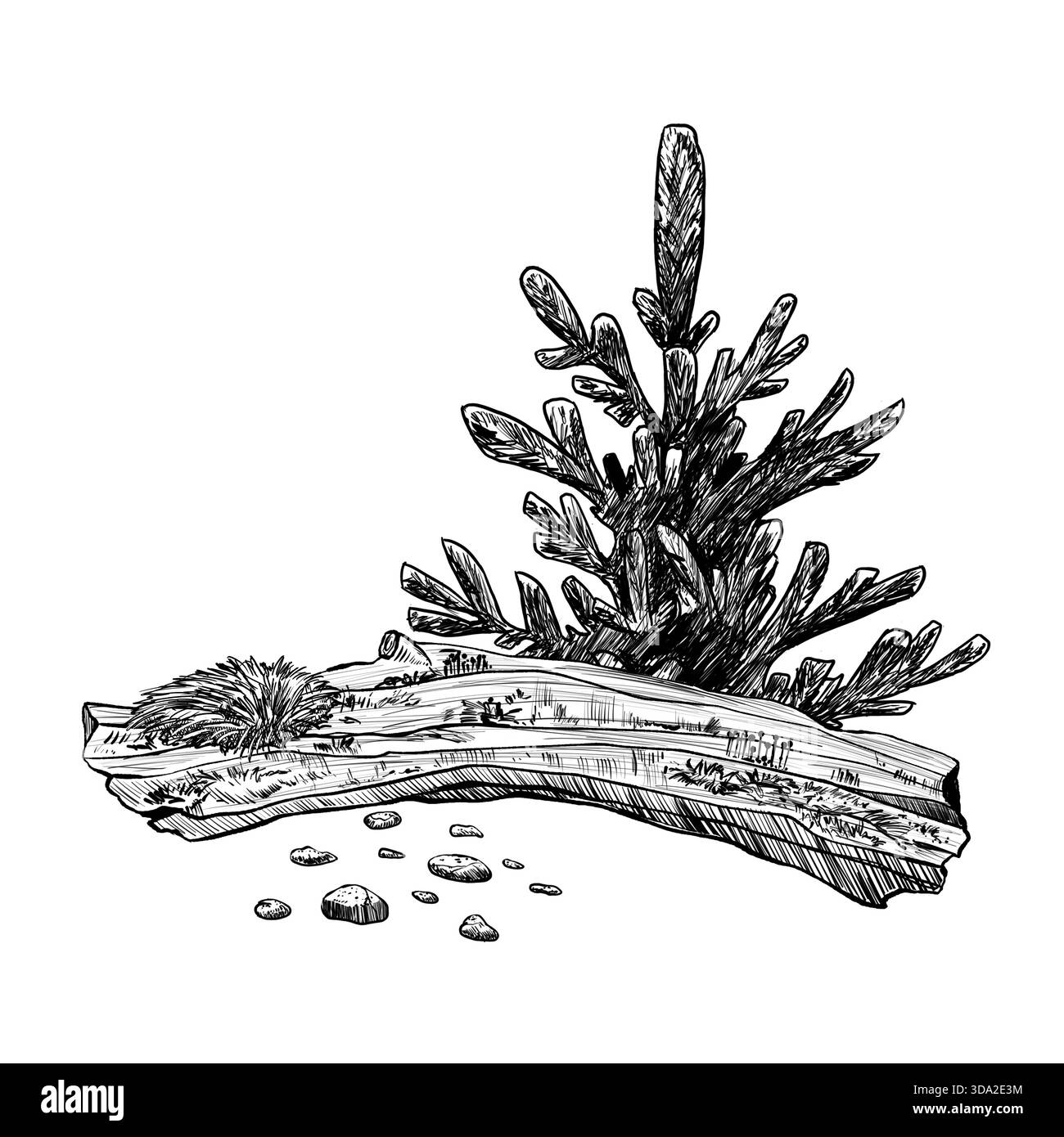 Log stone Black and White Stock Photos & Images - Alamy