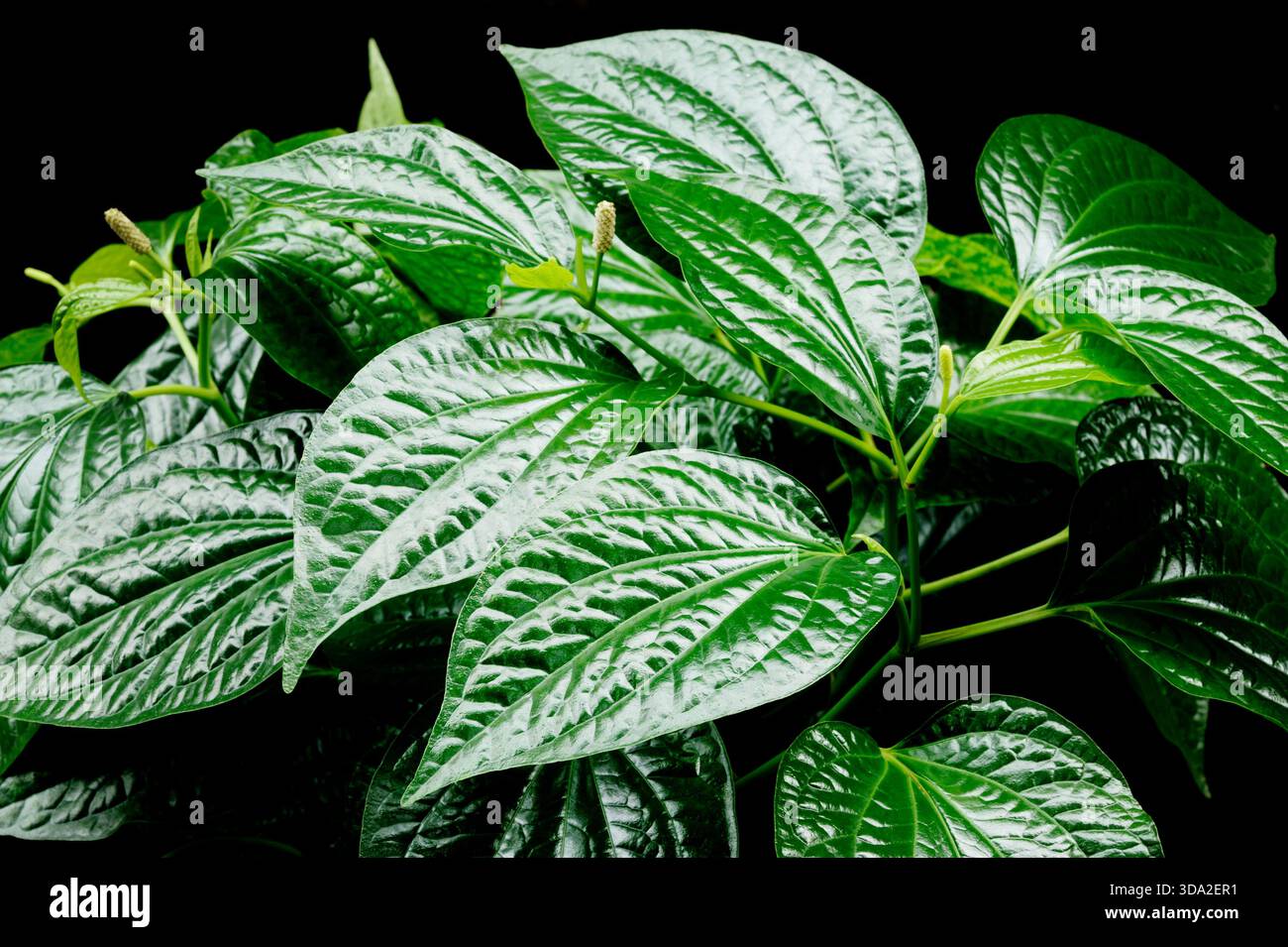 Betal garden hi-res stock photography and images - Alamy