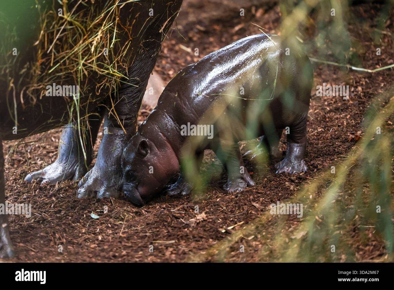 08 December 2025, North Rhine-Westphalia, Duisburg: Pygmy hippopotamus ...