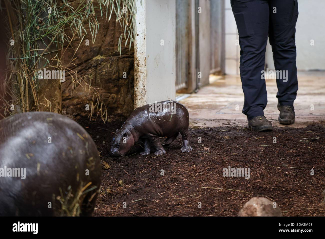 08 December 2025, North Rhine-Westphalia, Duisburg: Pygmy hippopotamus ...