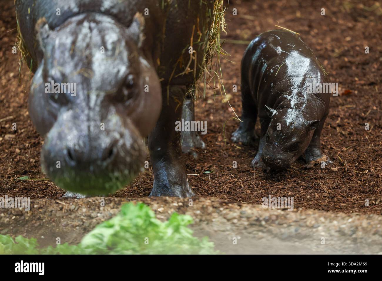 08 December 2025, North Rhine-Westphalia, Duisburg: Pygmy hippopotamus ...