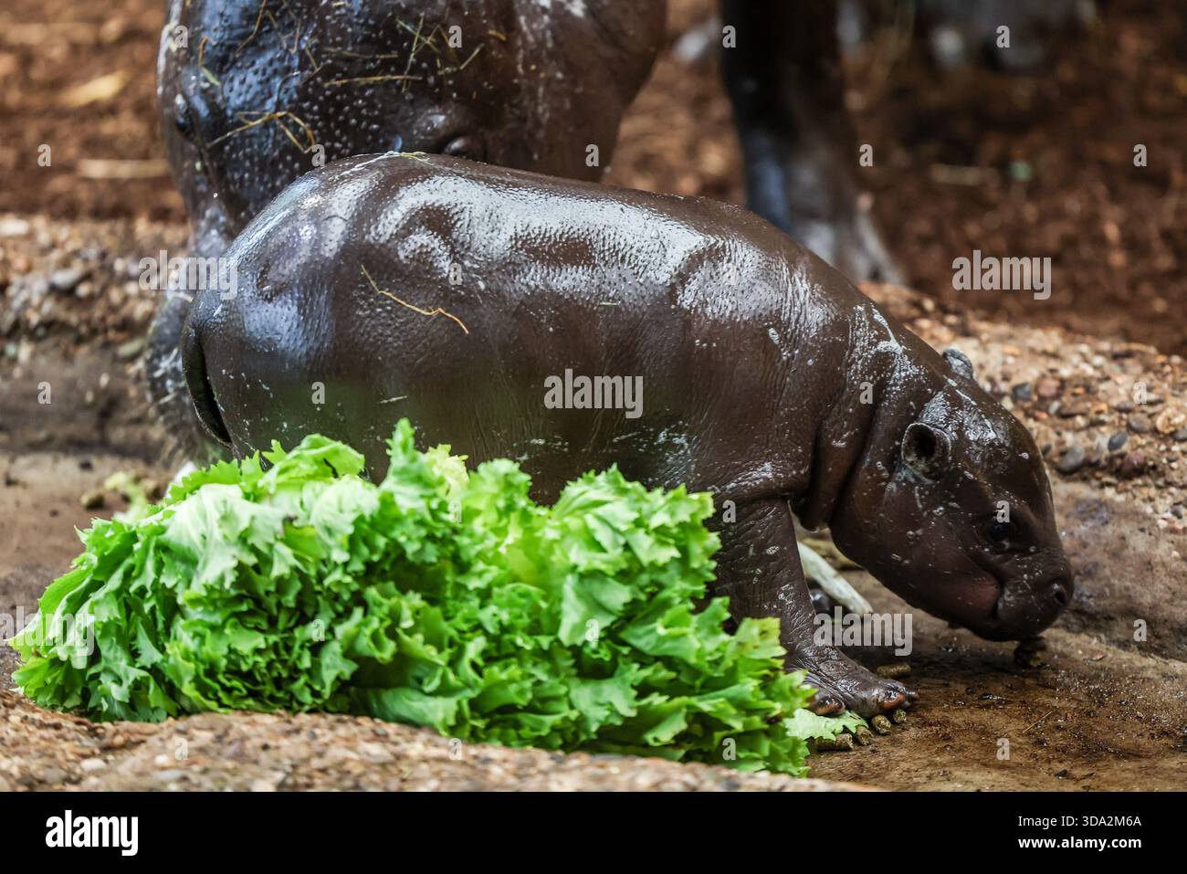08 December 2025, North Rhine-Westphalia, Duisburg: Pygmy hippopotamus ...