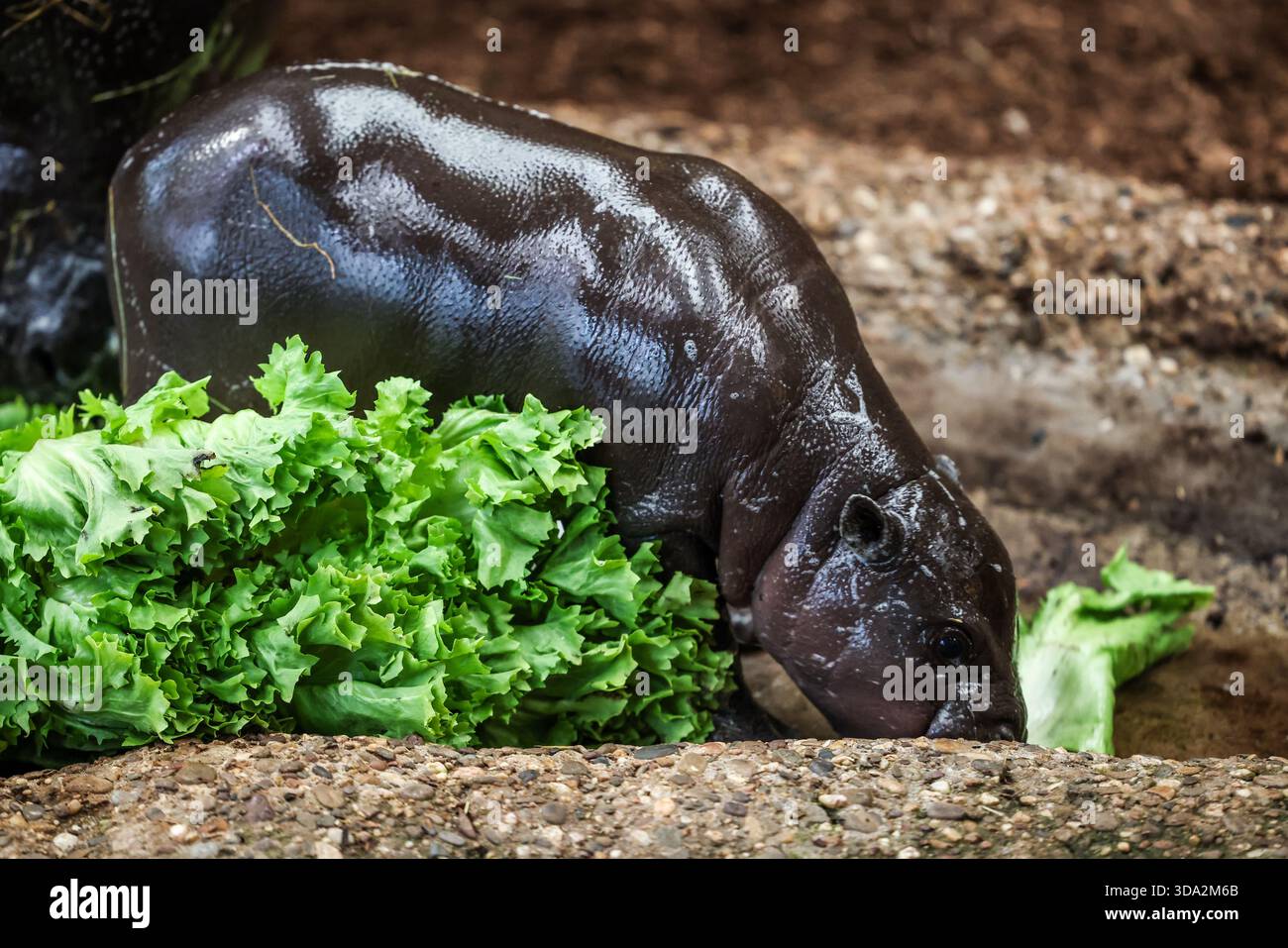 08 December 2025, North Rhine-Westphalia, Duisburg: Pygmy hippopotamus ...