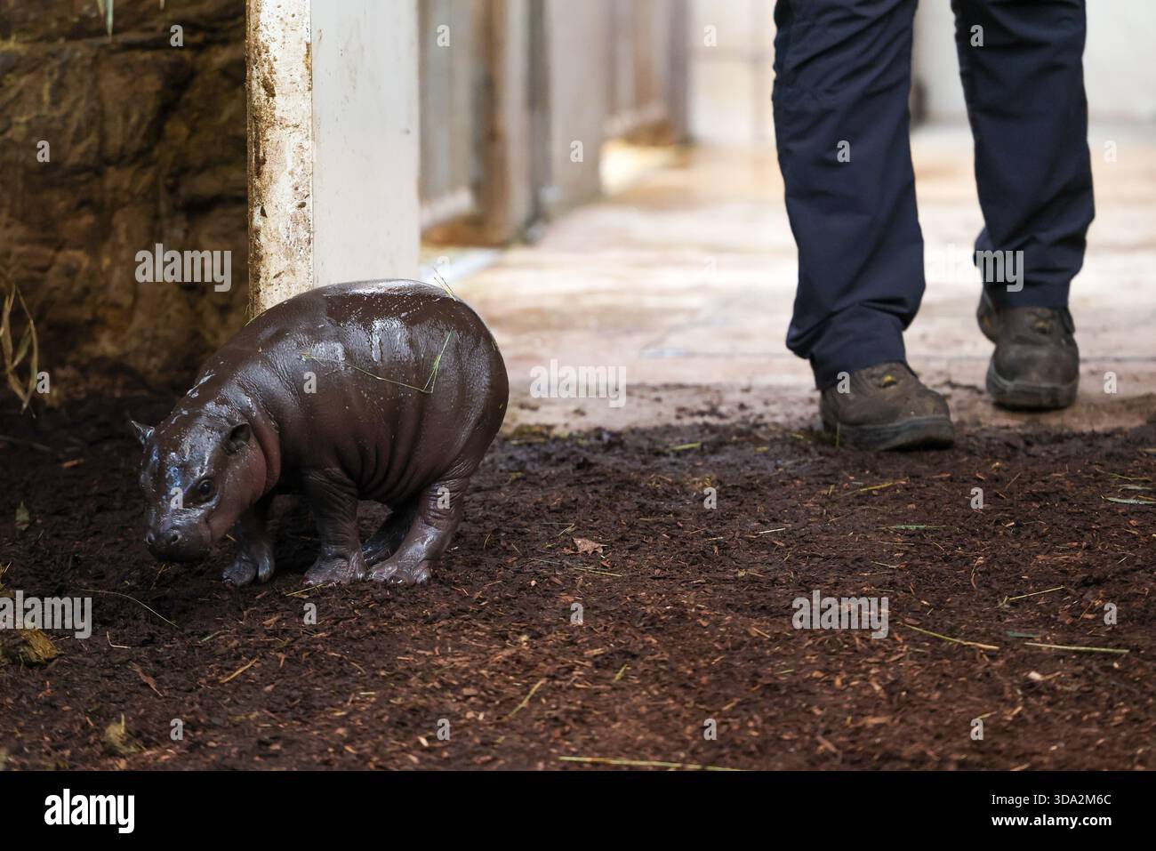 08 December 2025, North Rhine-Westphalia, Duisburg: Pygmy hippopotamus ...