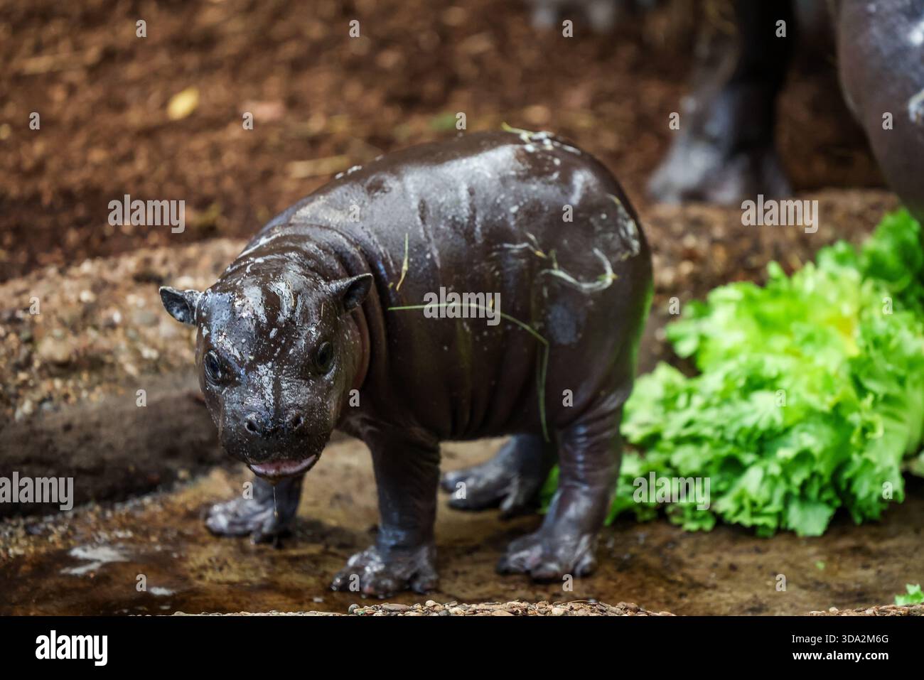 08 December 2025, North Rhine-Westphalia, Duisburg: Pygmy hippopotamus ...