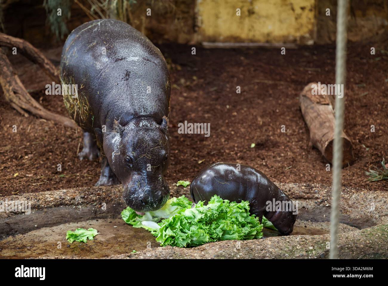 08 December 2025, North Rhine-Westphalia, Duisburg: Pygmy hippopotamus ...