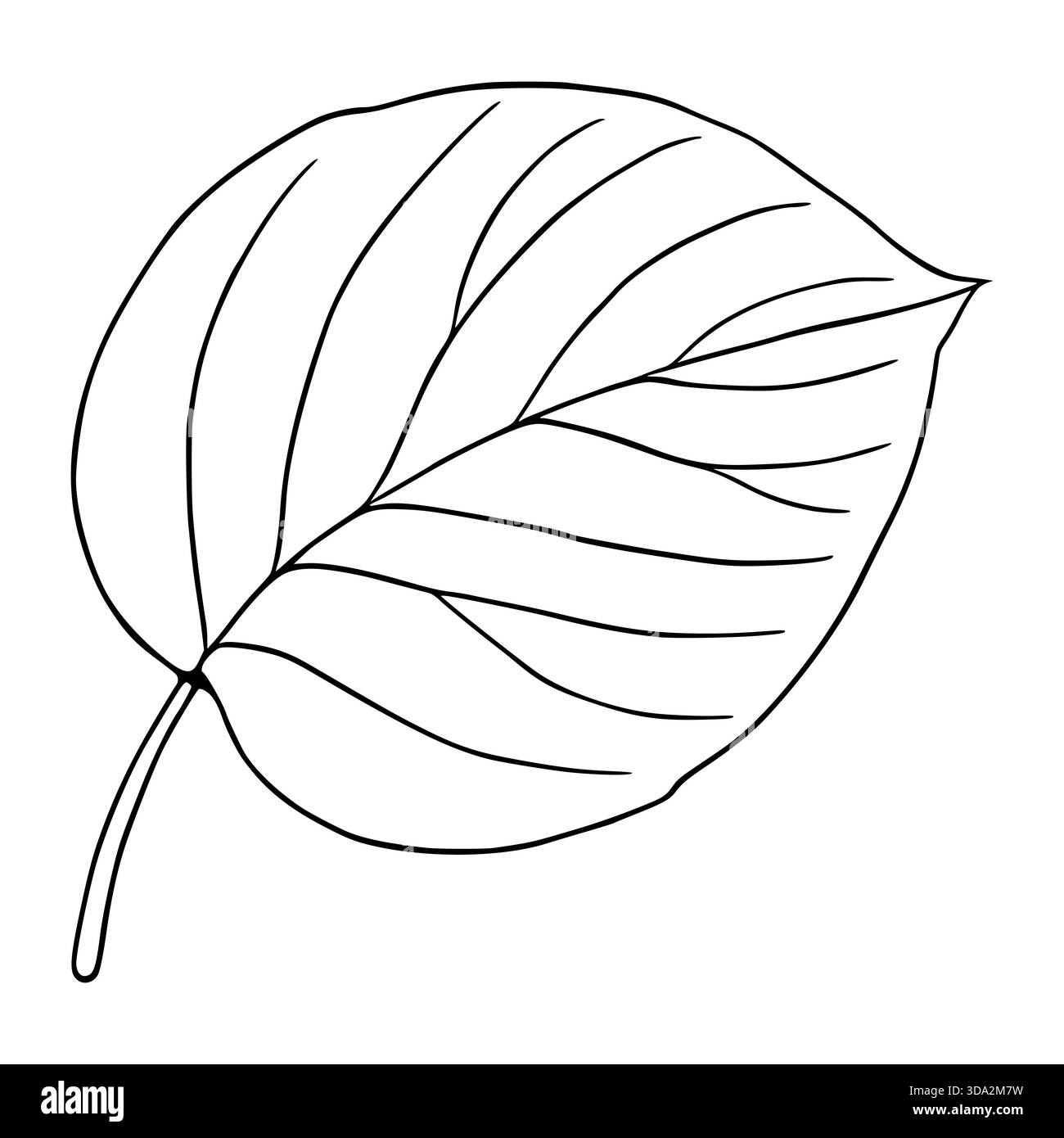 Leaf veins form Black and White Stock Photos & Images - Alamy