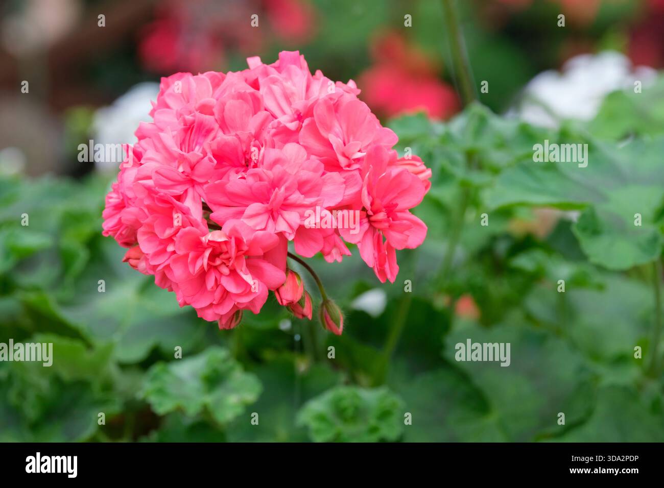 PELARGONIUM Lara Susanne, geranium Lara Susanne, Pelargonium with deep ...