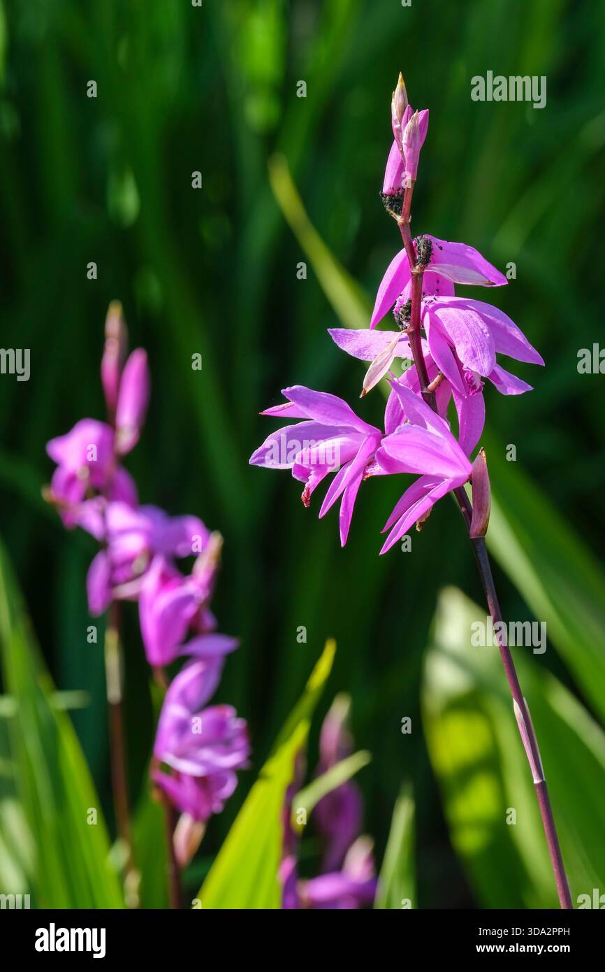 Pink orchid bletilla striata hi-res stock photography and images - Alamy