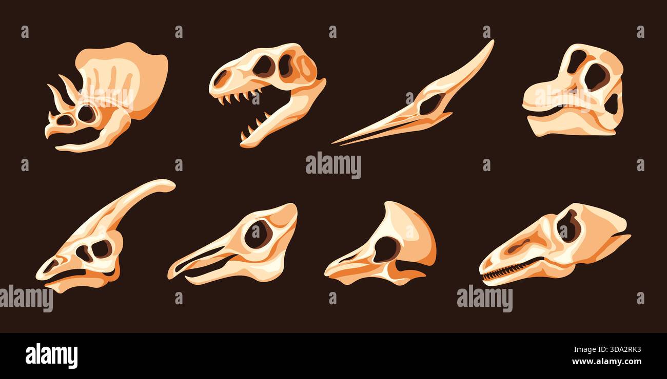 Dinosaurs skulls. Dinosaur head skeleton, bones fossil prehistoric ...
