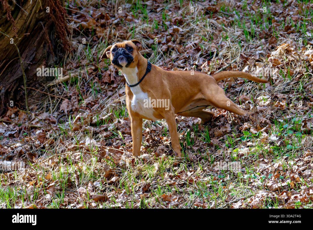 Great dane german boxer hi-res stock photography and images - Alamy