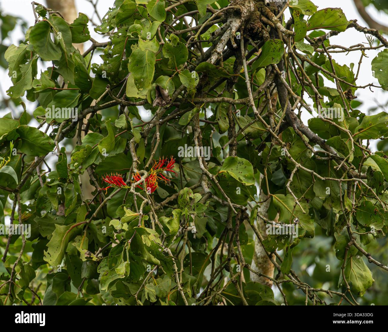 Dense rounded crown hi-res stock photography and images - Alamy