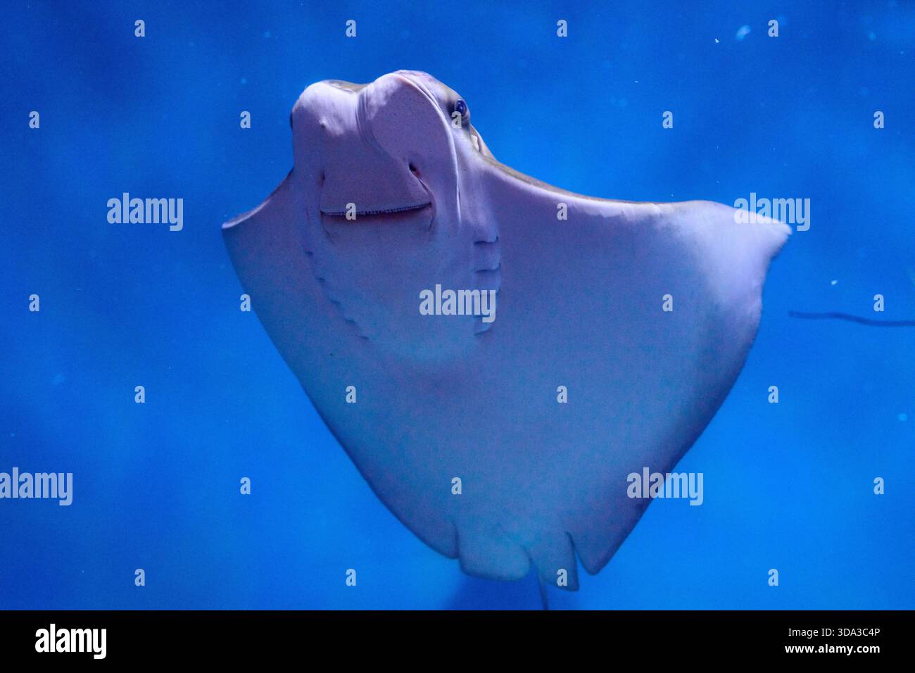 White manta ray with broad wing-like fins in frontal approach position ...