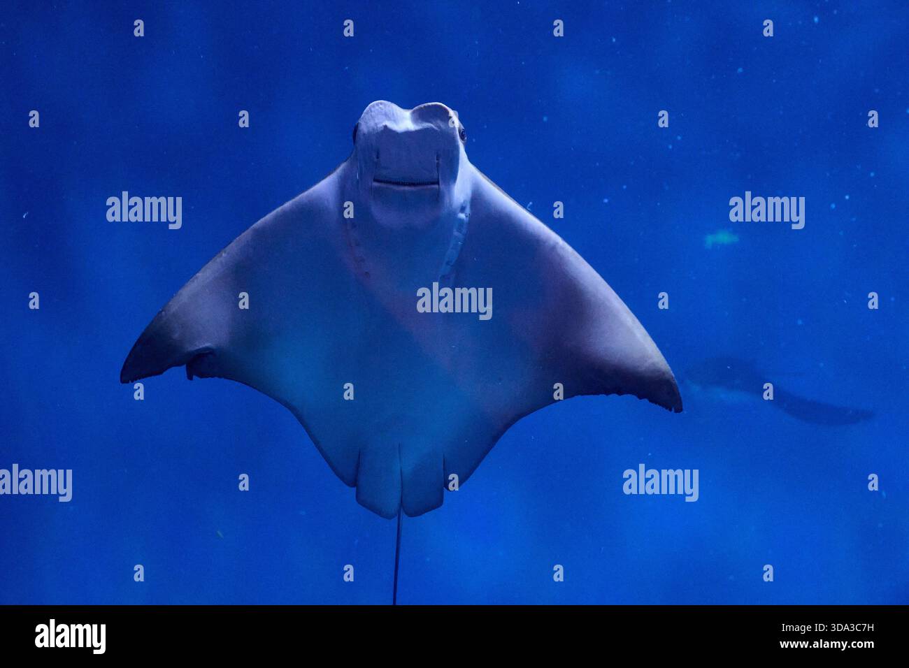 Manta ray in full-body frontal view with distinctive head ...
